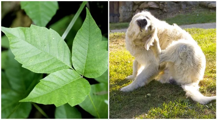 How Can I Keep My Dog From Getting Poison Ivy