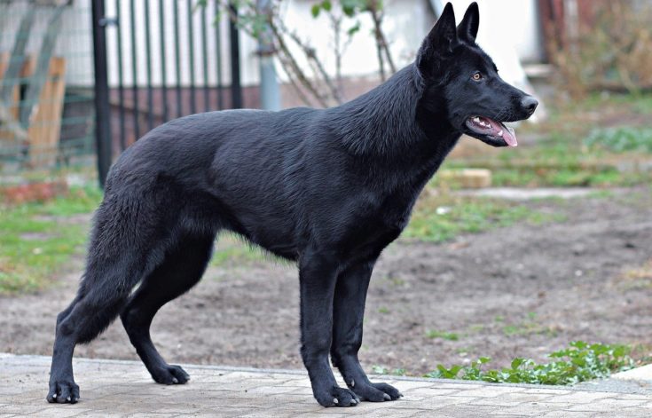Pastor Aleman or German Shepherd: Breed info - The Goldens Club
