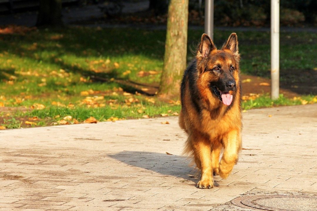 Pastor Aleman or German Shepherd: Breed info - The Goldens Club