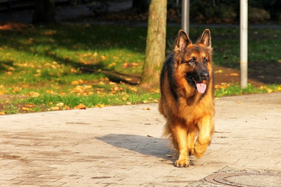 Pastor Aleman or German Shepherd: Breed info - The Goldens Club