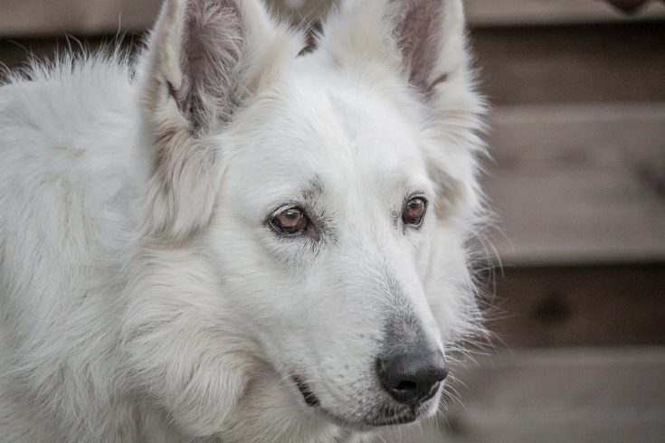 Pastor Aleman or German Shepherd: Breed info - The Goldens Club