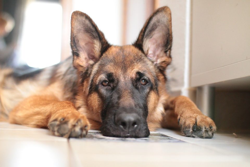 Pastor Aleman or German Shepherd: Breed info - The Goldens Club