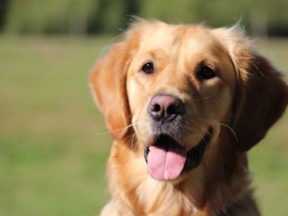 Golden retriever Beagle mix: The adorable Beago! - Golden Retriever Club