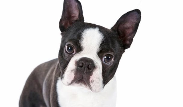 Boston Terrier: What makes them so popular?