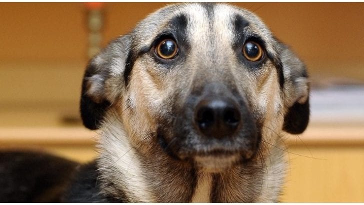 Sileo For Dogs: Everything You Have To Know - Golden Retriever Club