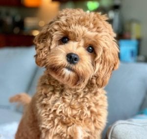 Cavapoo full grown: From puppyhood to adult dog