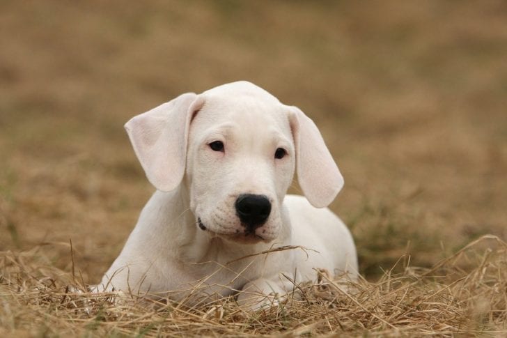 Dogo Argentino: Big, Strong & Affectionate Breed - Golden Retriever Club