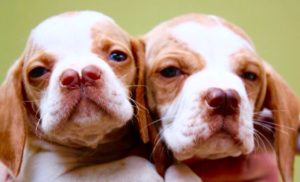 Split Nose Dog Breeds: Rare And Mysterious Dogs