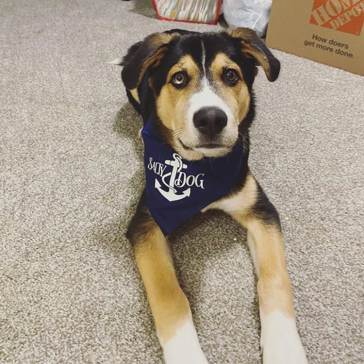 Bernese Mountain Dog Husky Mix (Info, Personality + Photos)