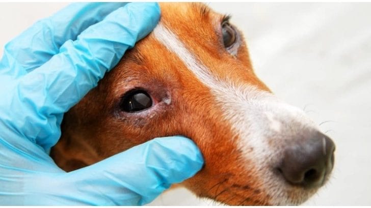 Dog Eye Goop: What’s Normal And What’s Not - Golden Retriever Club
