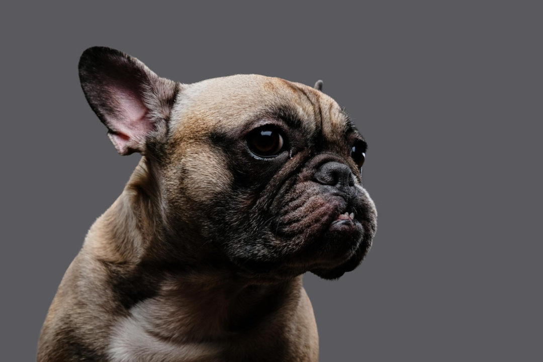 Dog Eye Stye: Causes, Symptoms, Q&A (Don't squeeze them!)