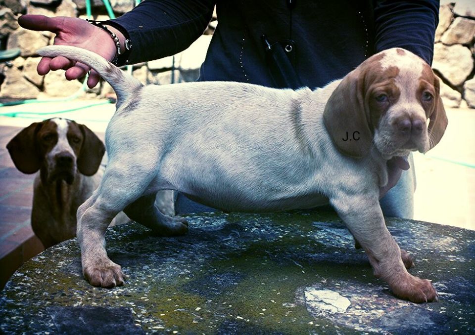 Split Nose Dog Breeds: Rare And Mysterious Dogs