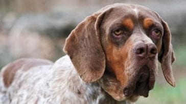 Split Nose Dog Breeds: Rare And Mysterious Dogs