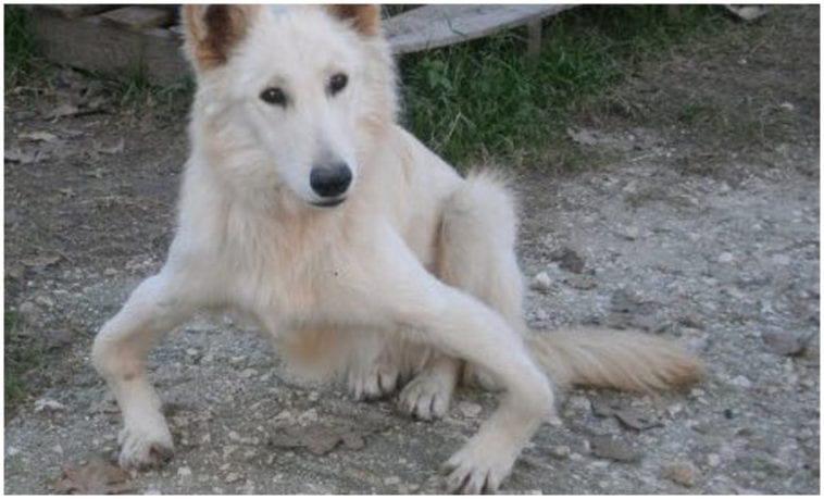 Bow Legged Dog: What You Need To Know