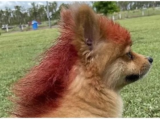 Split Nose Dog Breeds: Rare And Mysterious Dogs - Golden Retriever Club