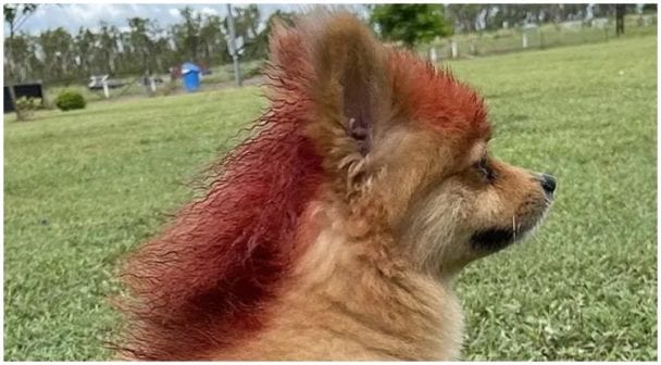 Dog Mullet: The Hilarious Hair Trend