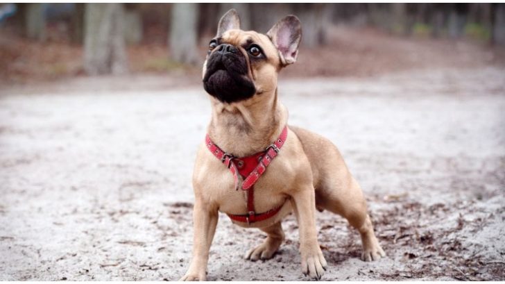 Split Nose Dog Breeds: Rare And Mysterious Dogs - Golden Retriever Club