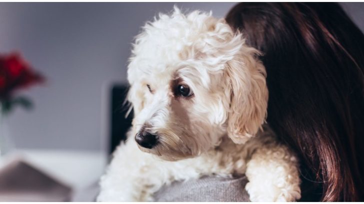 Split Nose Dog Breeds: Rare And Mysterious Dogs - Golden Retriever Club