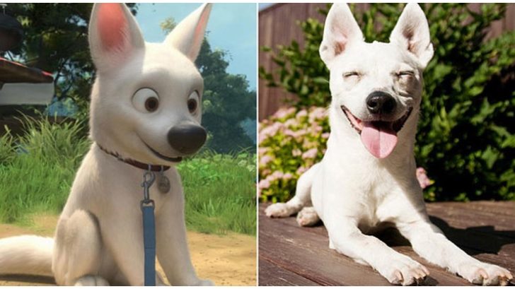 Split Nose Dog Breeds: Rare And Mysterious Dogs - Golden Retriever Club