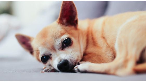 Split Nose Dog Breeds: Rare And Mysterious Dogs - Golden Retriever Club