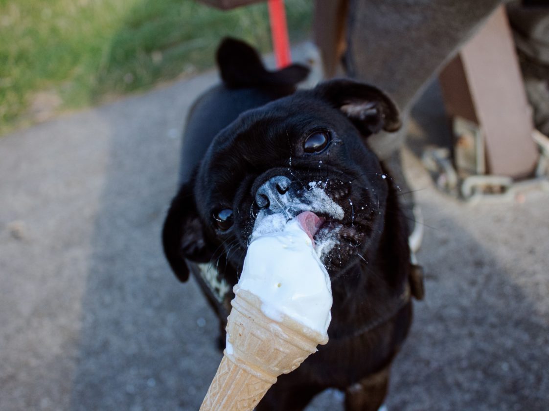 Tussigon For Dogs: Uses And Side Effects - Golden Retriever Club