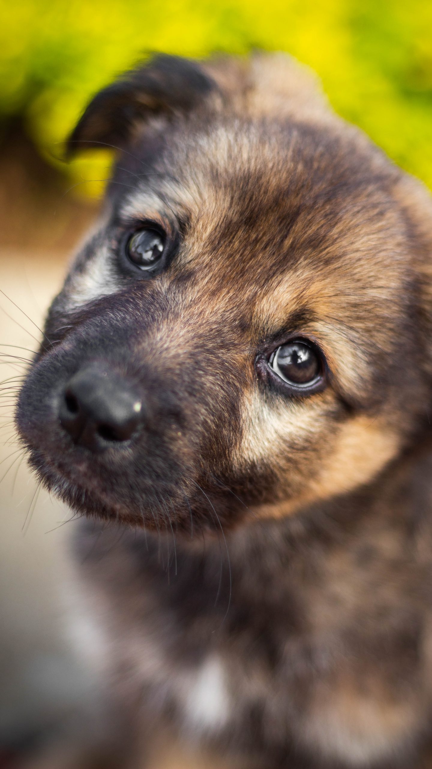 Baby German Shepherd: Caring for your puppy