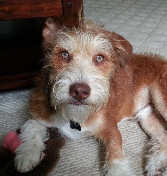 Pitbull Poodle Mix: Can't get weirder than this