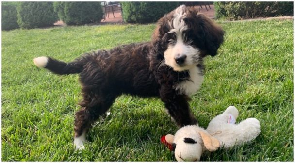 Bernese Mountain Dog Poodle Mix