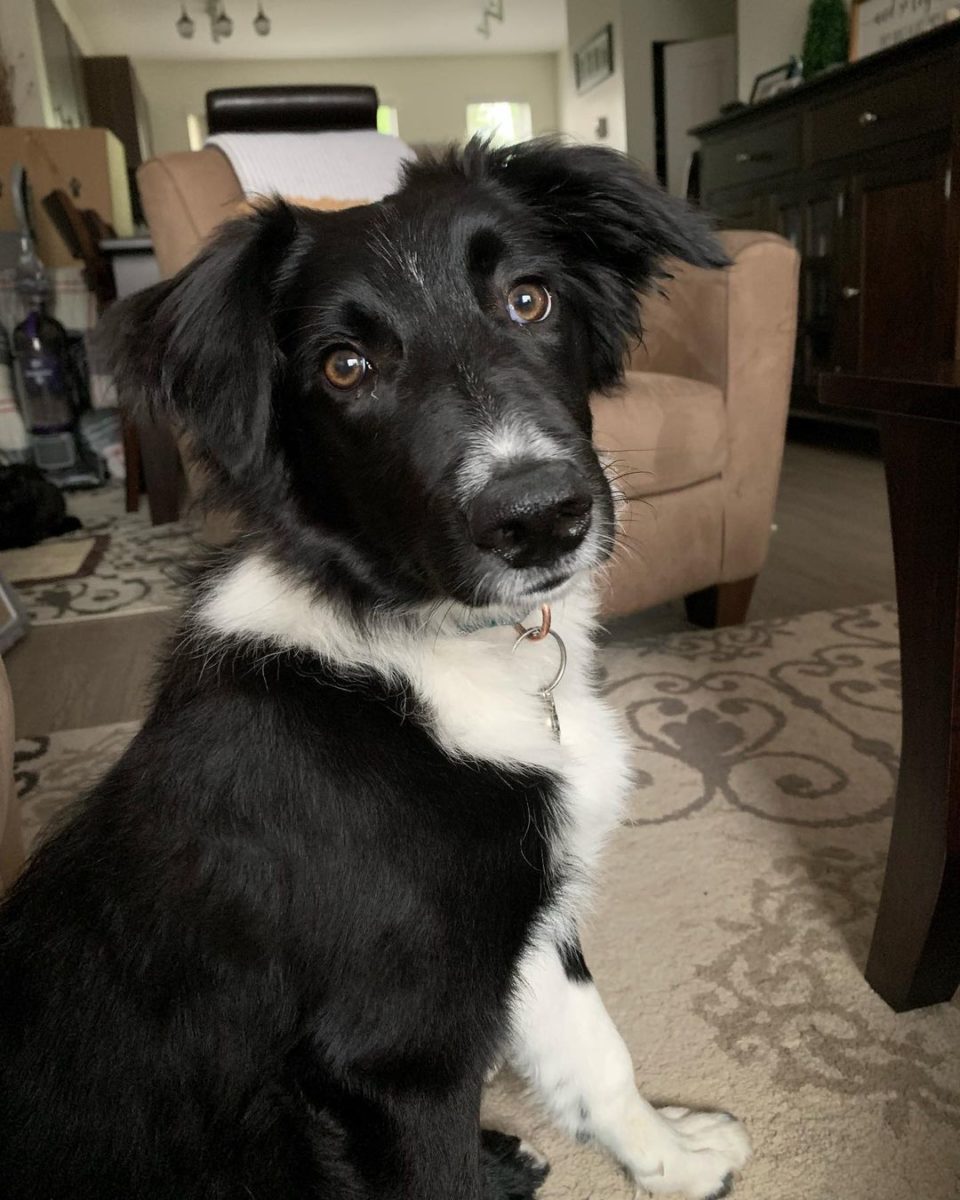 Hanging Tree Dog: Enjoy 30 Years of Pure Dog Love (Pictures)