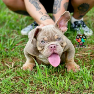 Micro Bully: The Most Comprehensive Guide with All Ambiguities Clarified