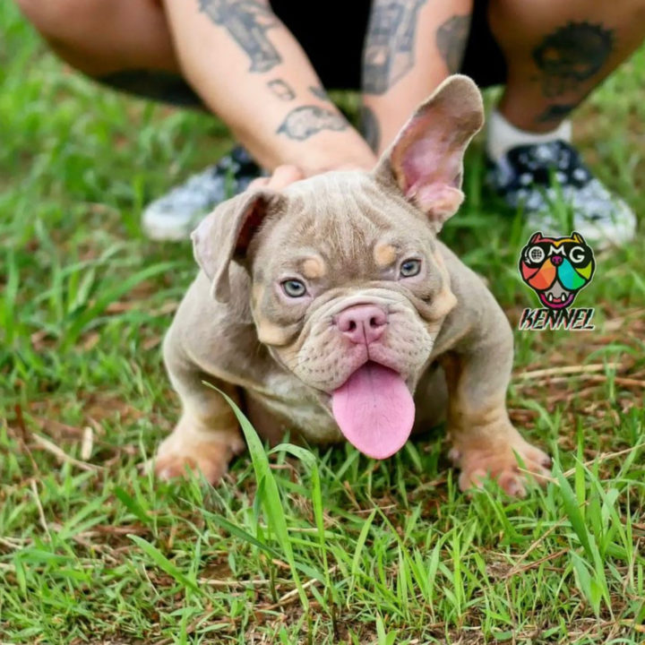 Micro Bully: The Most Comprehensive Guide with All Ambiguities Clarified