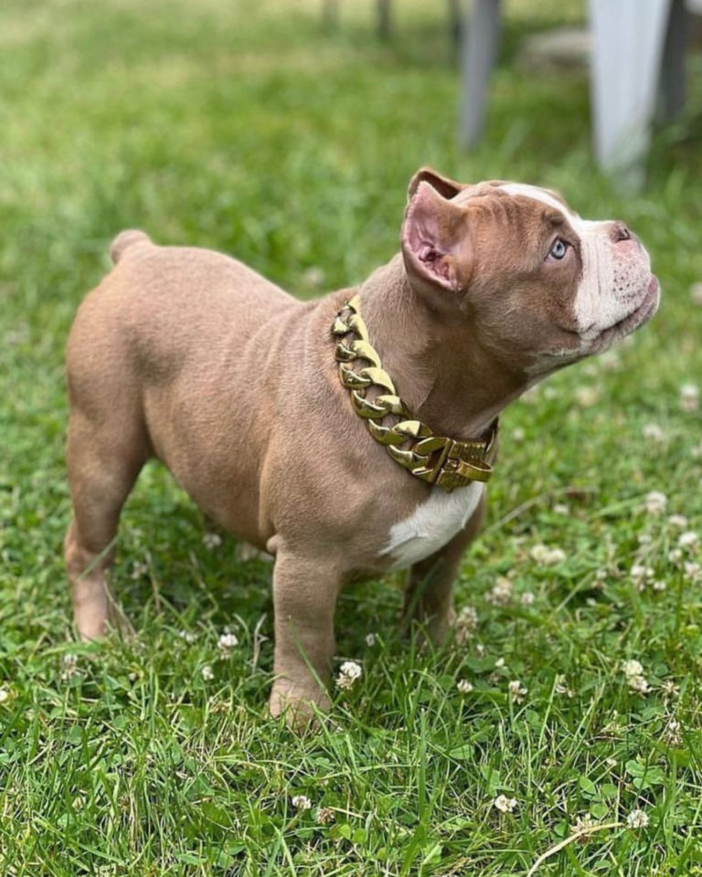 Micro Bully: The Most Comprehensive Guide with All Ambiguities Clarified