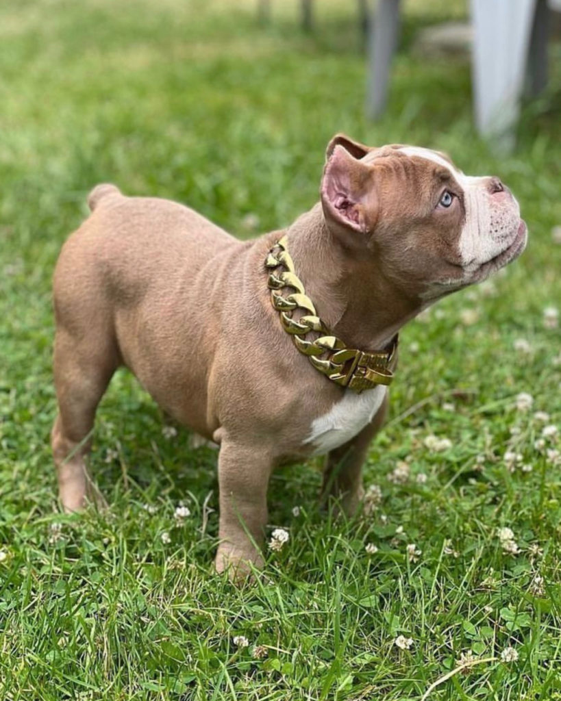 Micro Bully: The Most Comprehensive Guide with All Ambiguities Clarified