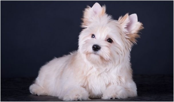 White Yorkie: Everything You Should Know