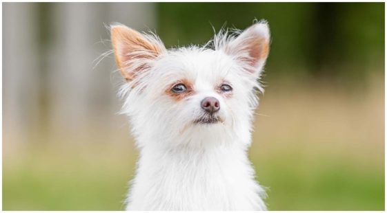 White Yorkie: Everything You Should Know