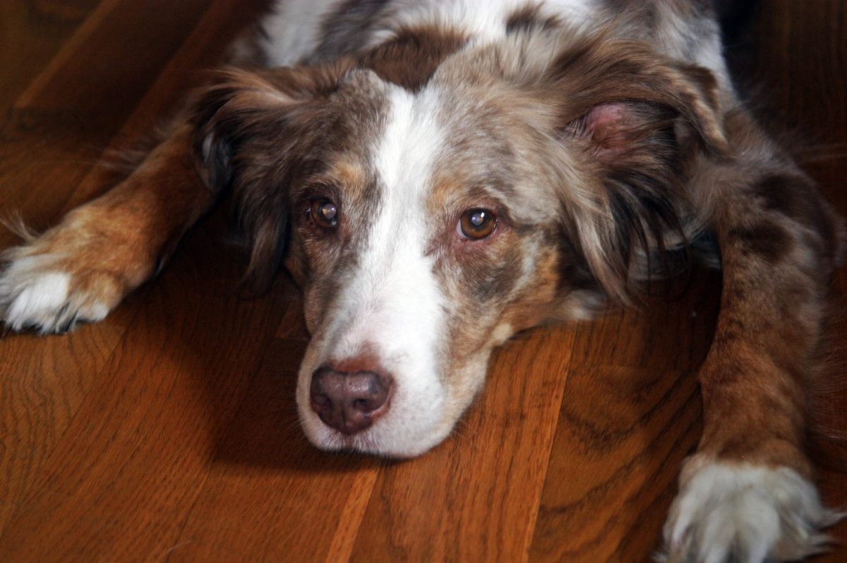 Red Merle Australian Shepherd: All the differences