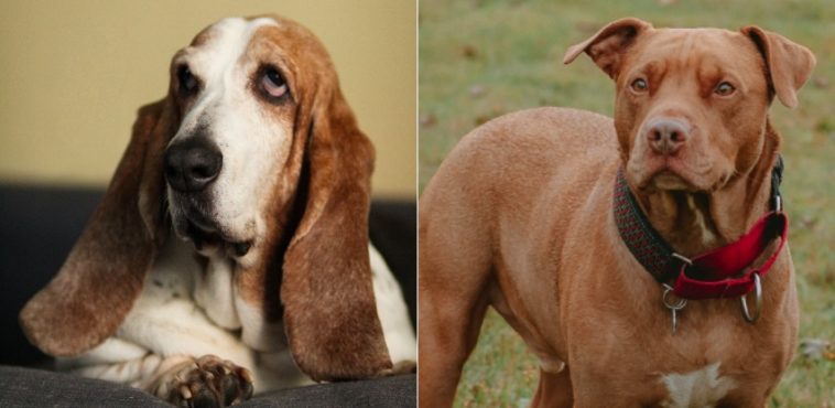 Basset Hound Pitbull Mix: Why they're rare