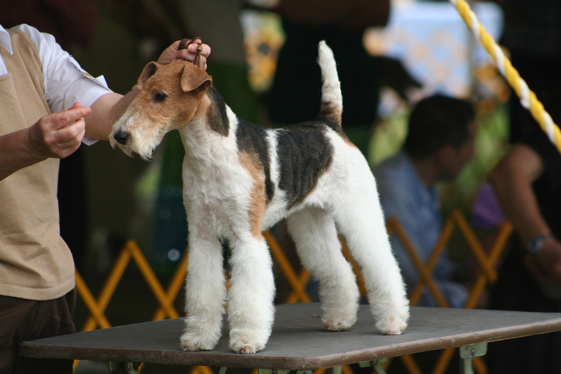 Onofrio Dog Shows Everything That You Should Know Onofrio Dog Shows Everything That You Should Know