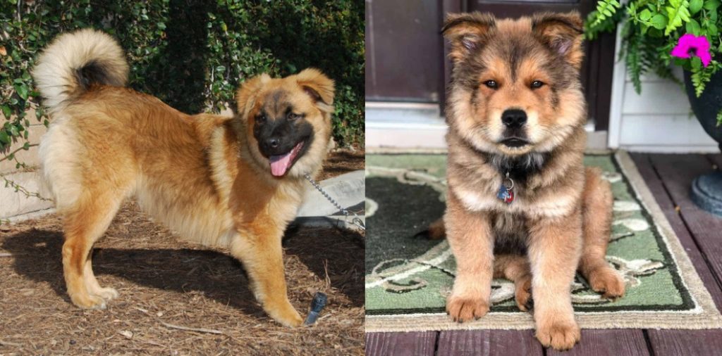 German Shepherd Chow Mix: The protective dog