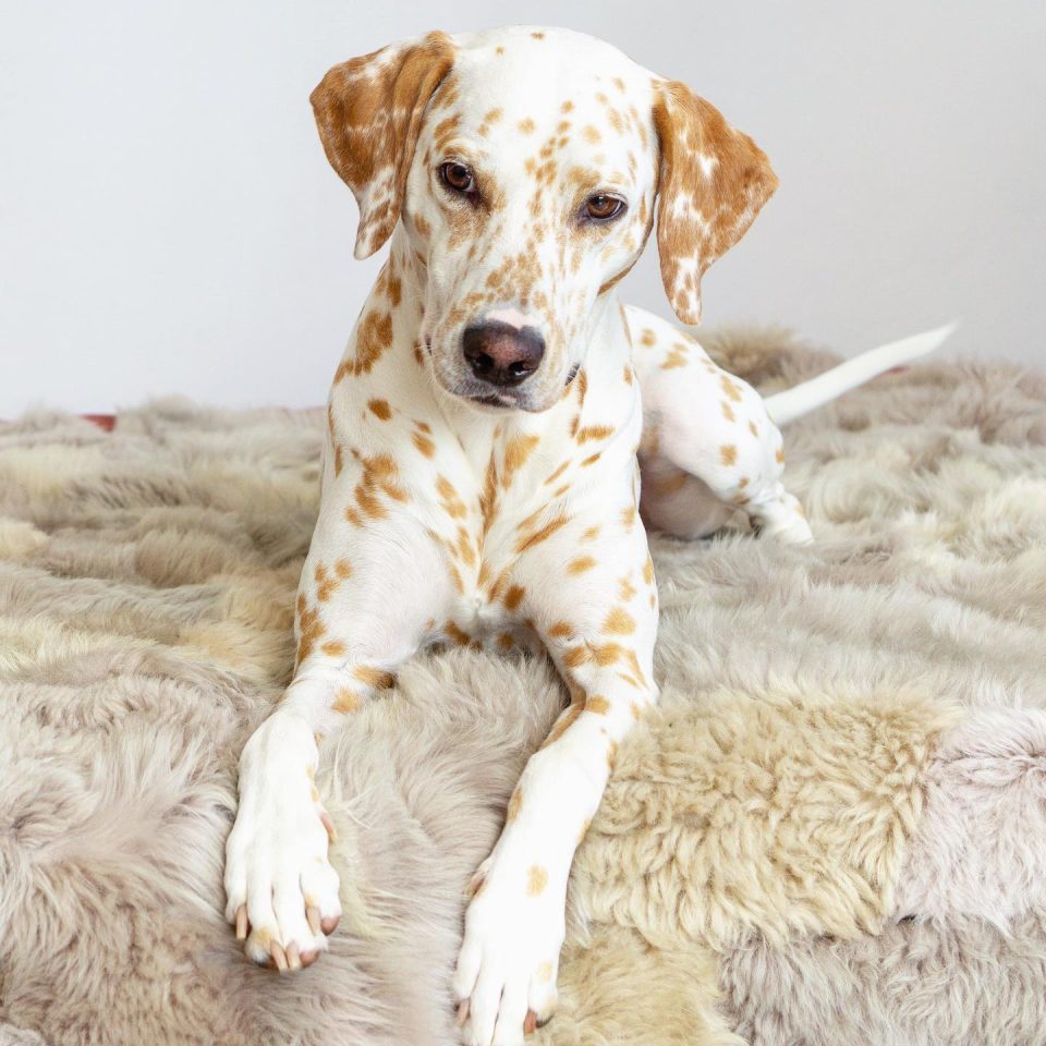 Lemon Dalmatian: What Makes Them Special (+Photos)