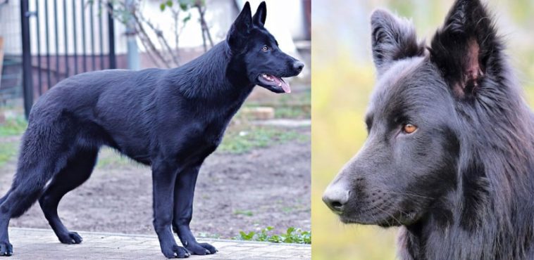 Lycan Shepherd: A mix of three breeds
