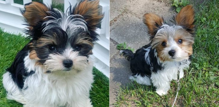 Parti Yorkie: Why they used to be euthanized