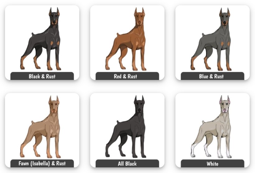 Doberman Colors All Their Beautiful Shades