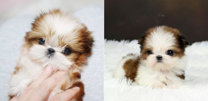 Teacup Shih Tzu: The small, fragile dog