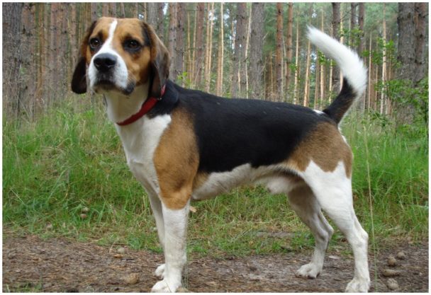 Beagle Dachshund Mix: Complete Guide
