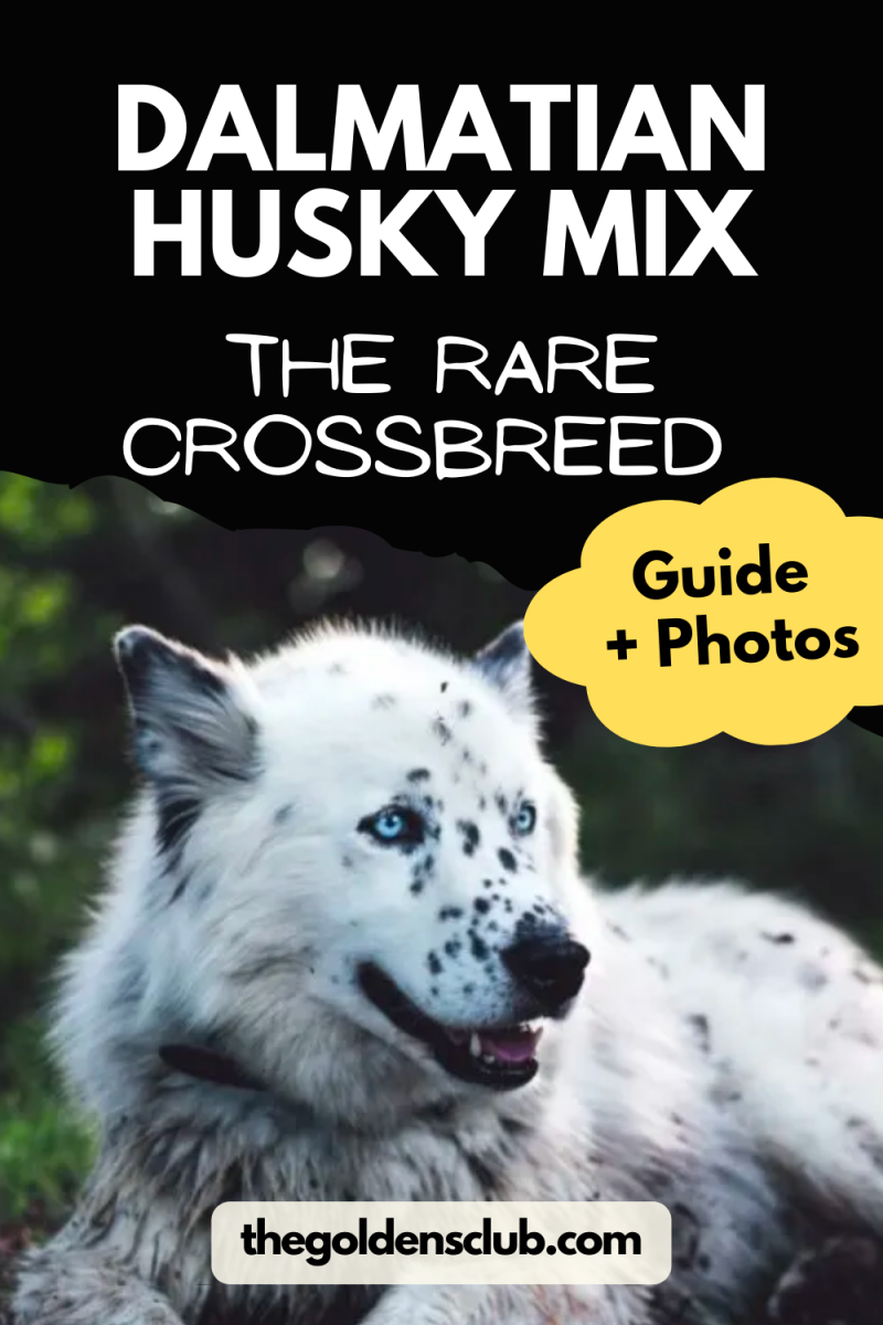 Dalmatian Husky Mix: The Rare Crossbreed (Guide + Photos)