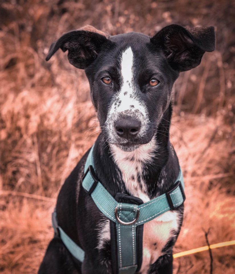 Dalmatian Husky Mix: The Rare Crossbreed (Guide + Photos)