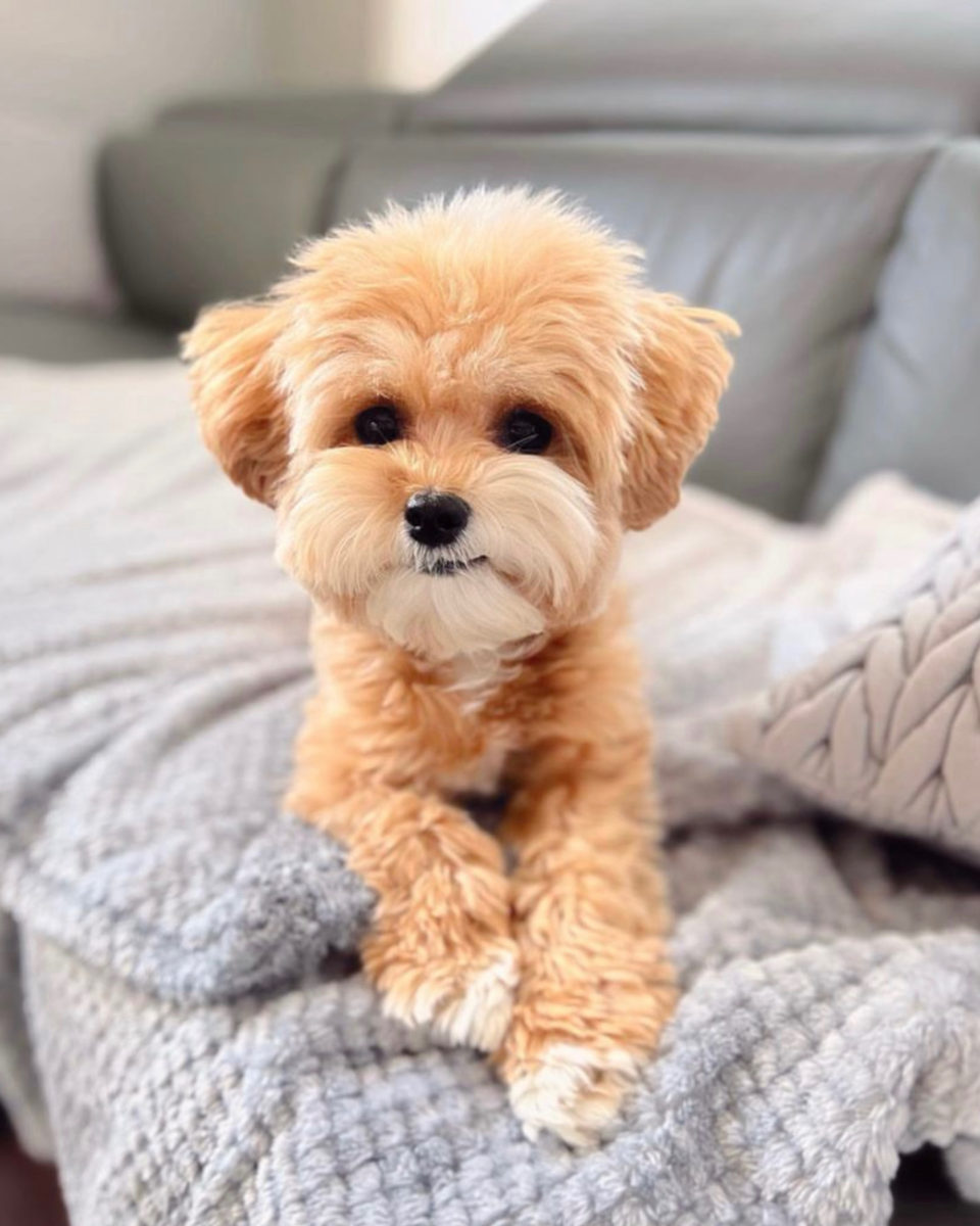 Full Grown Maltipoo: How Big Do They Get? (FAQ + Pictures)