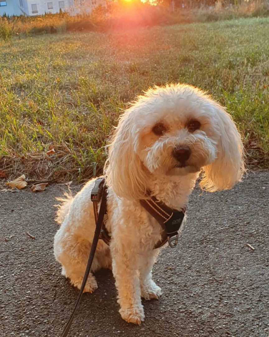 Full Grown Maltipoo: How Big Do They Get? (FAQ + Pictures)