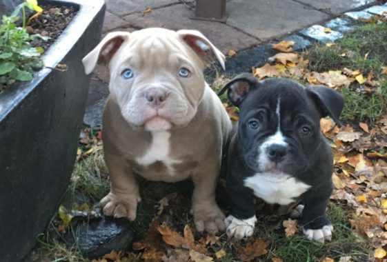 Micro Bully: The Most Comprehensive Guide with All Ambiguities Clarified